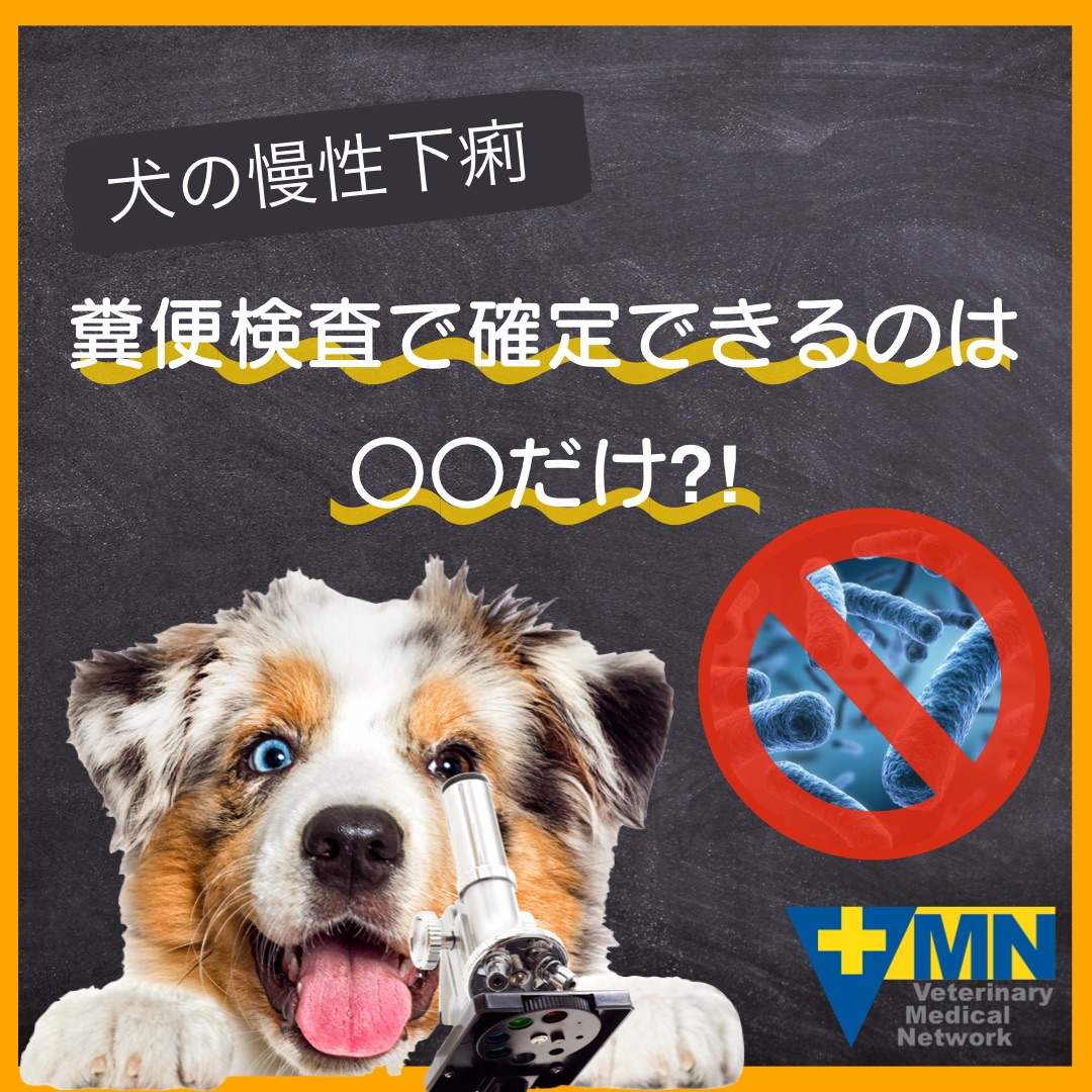 VMN（Veterinary Medical Network）| 臨床獣医師のための情報サイト