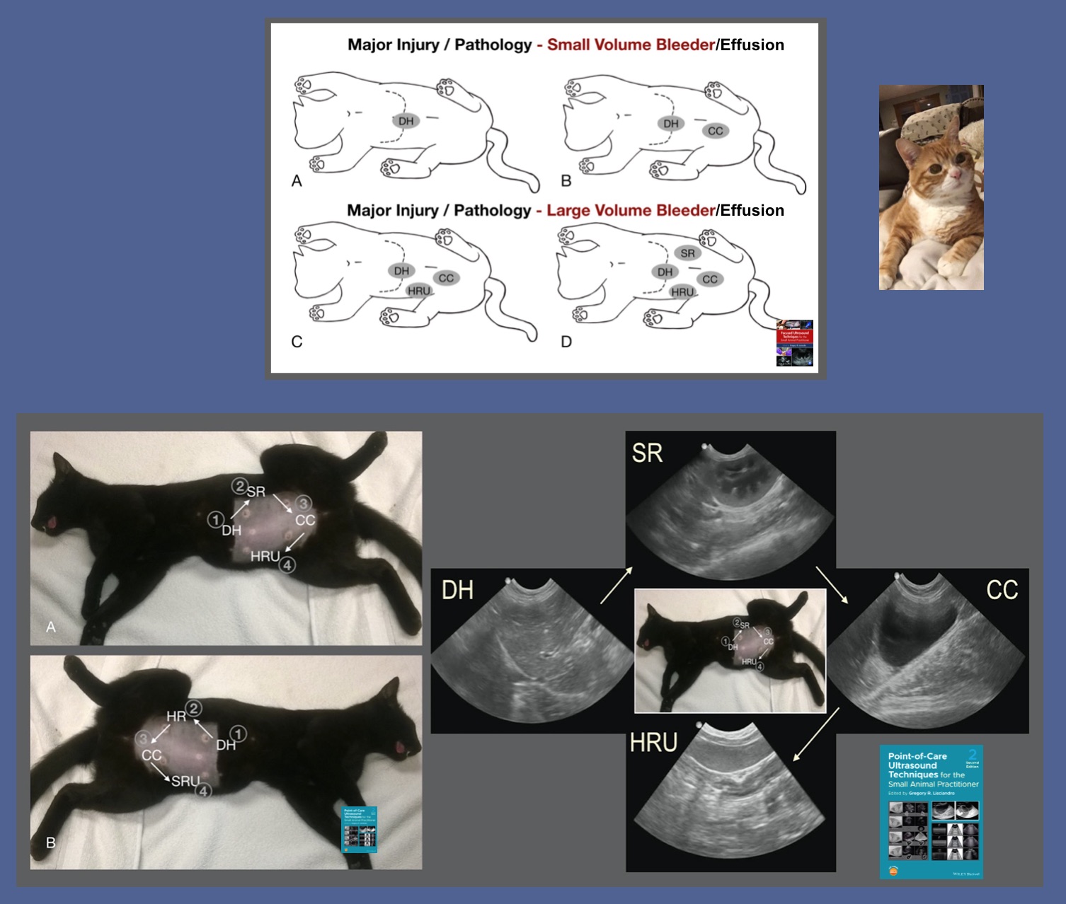 VMN セミナー情報 FAST | Veterinary Medical Network